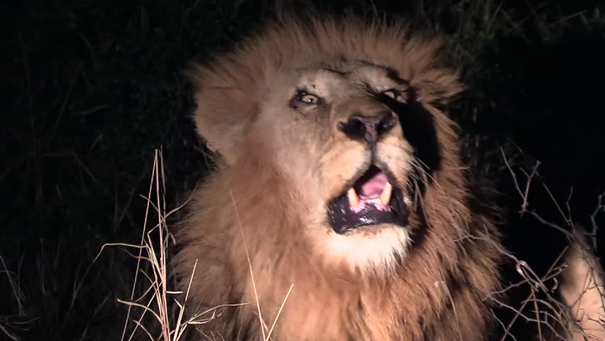 Lion Roaring loudly image - Free stock photo - Public Domain photo ...