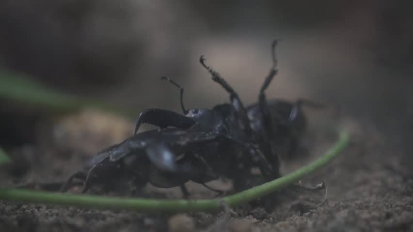 Two Stag Beetles Fighting image - Free stock photo - Public Domain ...