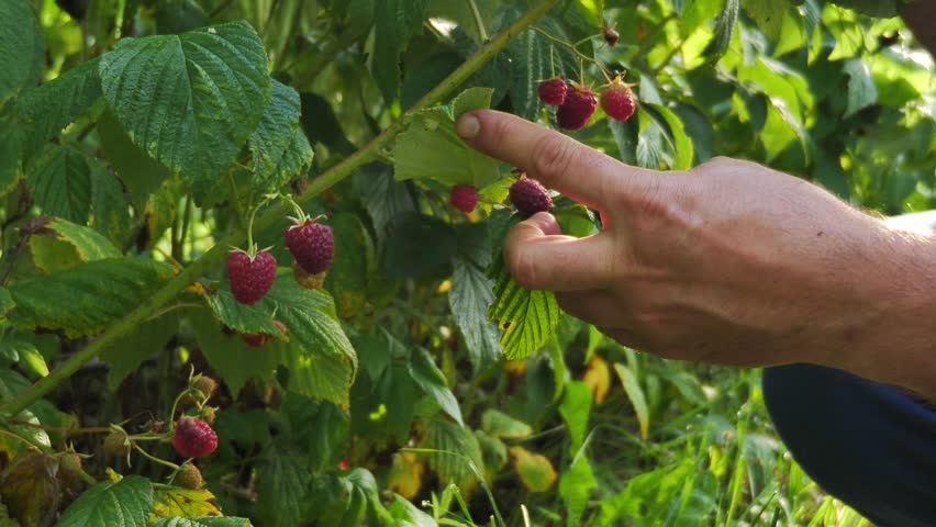 Boxes of Raspberries image - Free stock photo - Public Domain photo ...