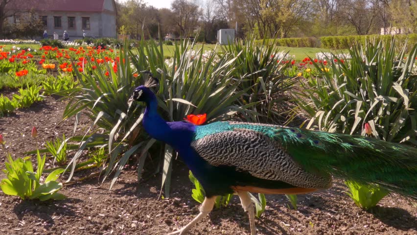 Indian Peacock - Pavo cristatus image - Free stock photo - Public ...