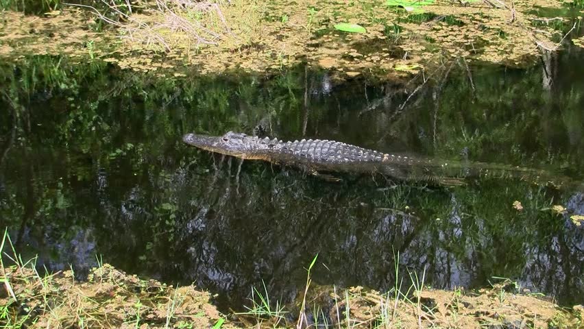 Alligators floating at Everglades National Park, Florida image - Free ...