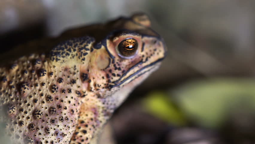 Stock video of brown cane frog, side angle,close up | 10295567 ...