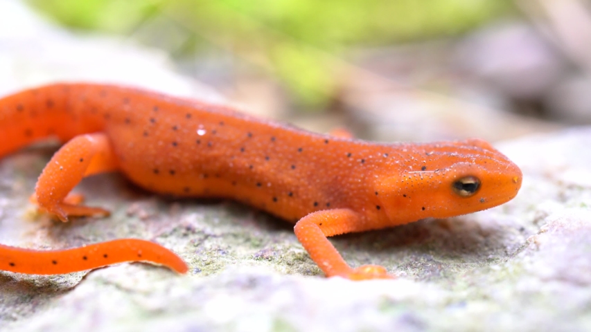 Red Spotted Newt - Notophthalmus viridescens image - Free stock photo ...