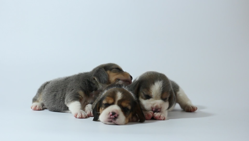 Silver Tri Color Beagle Puppy Stock Footage Video (100% Royalty-free ...
