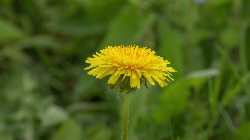 Dandelion Plant and flower in spring image - Free stock photo - Public ...