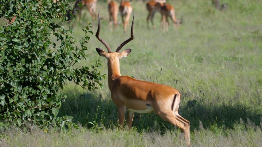 Beautiful Impala Antelope in the wild image - Free stock photo - Public ...