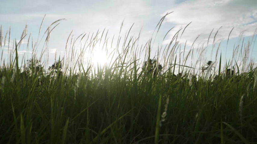 Wind-blown grass on the landscape image - Free stock photo - Public ...