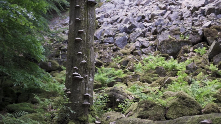 Group of Mushrooms growing in the woods image - Free stock photo ...