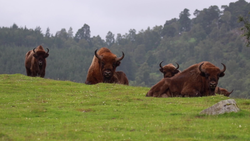 Bison sitting in the Grass image - Free stock photo - Public Domain ...