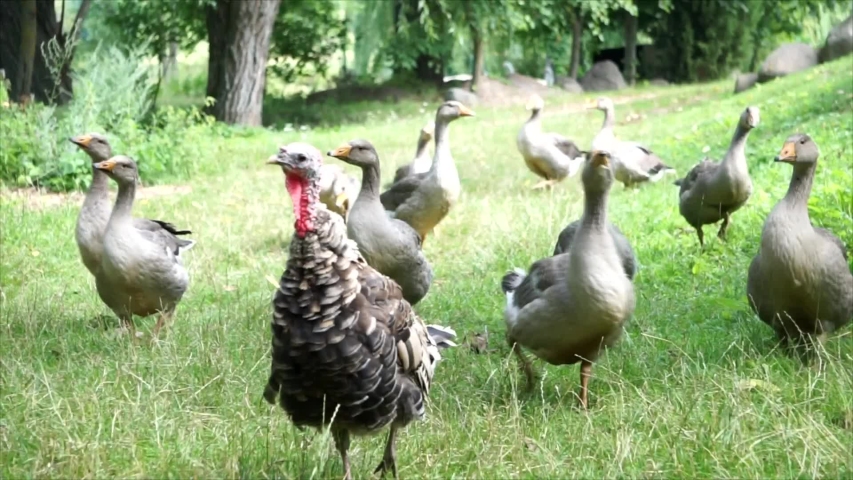 Wild Turkey walking image - Free stock photo - Public Domain photo ...