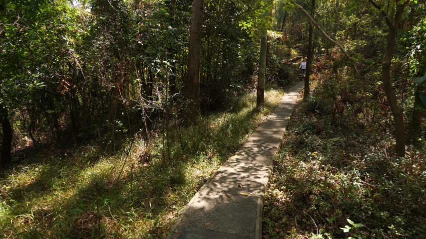 Forest Path with light shining through image - Free stock photo ...