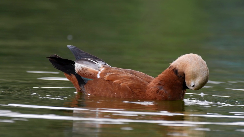 Ruddy Ducks image - Free stock photo - Public Domain photo - CC0 Images