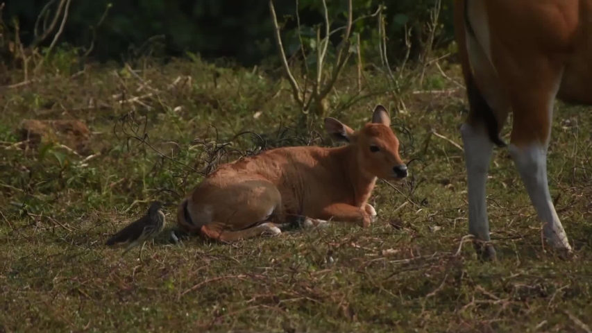 Banteng image - Free stock photo - Public Domain photo - CC0 Images