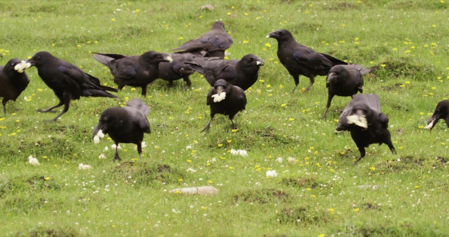 Crow on the Ground in the Grass image - Free stock photo - Public ...