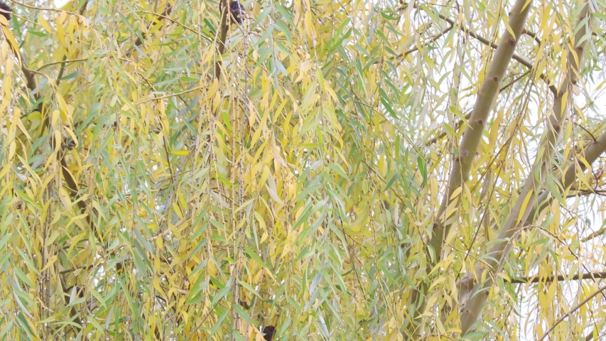 Willow Tree Branches Stock Video Footage - 4K and HD Video Clips ...