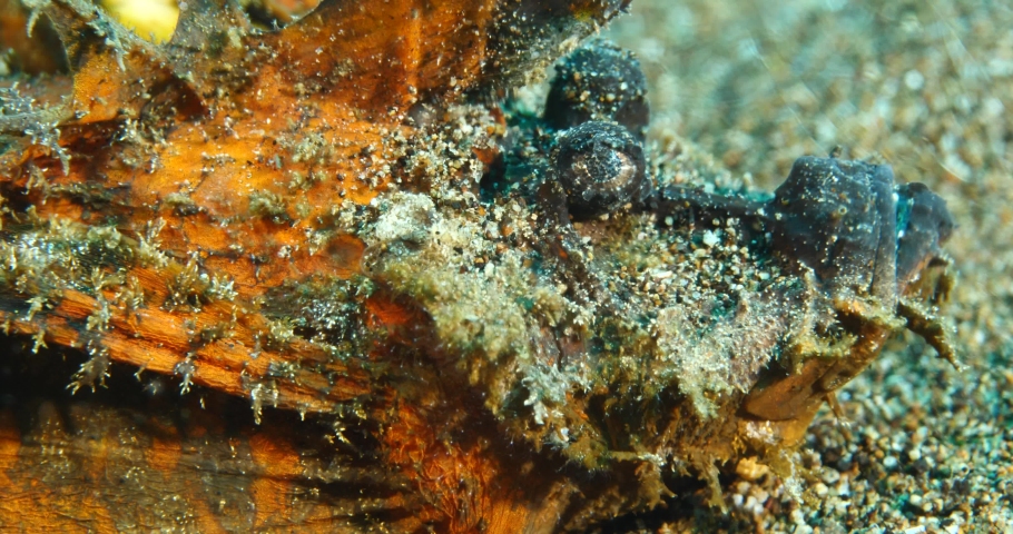 Scorpionfish image - Free stock photo - Public Domain photo - CC0 Images