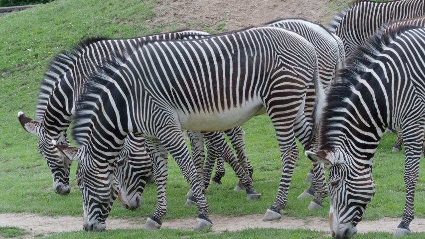 Grevy's Zebra image - Free stock photo - Public Domain photo - CC0 Images