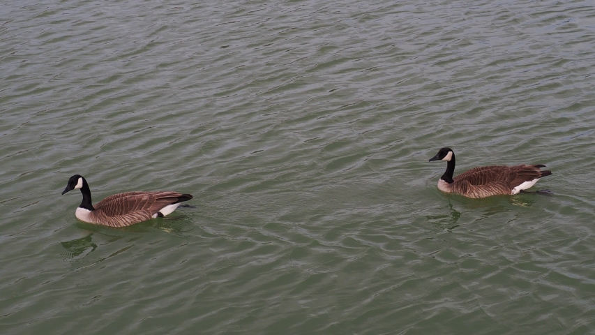 Canadian Geese swimming in water image - Free stock photo - Public ...