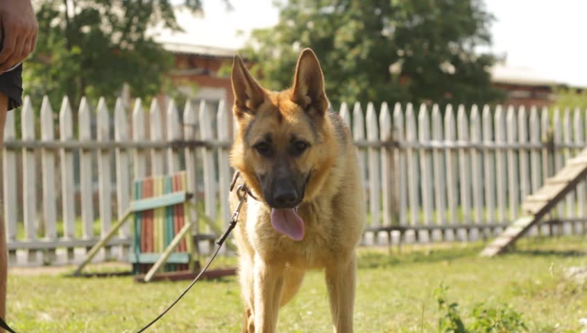 Shepherd Dog Wagged His Tail Stock Footage Video (100% Royalty-free ...