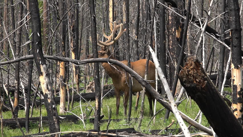 Yellowstone Bull Elk in Burned Stock Footage Video (100% Royalty-free ...
