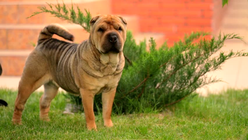 Shar Pei Bitch Wags Tail. Shar Pei Is A Chinese Dog Breed, The Name ...