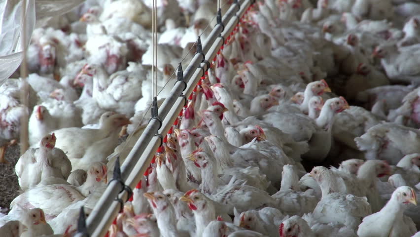 Intensive Large Scale Factory Farming Of Chickens In Broiler Houses ...
