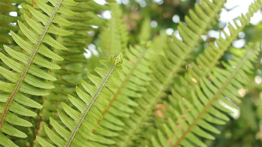 Tuber Ladder Fern, Nephrolepis Cordifolia, Erect Sword Fern, Narrow ...