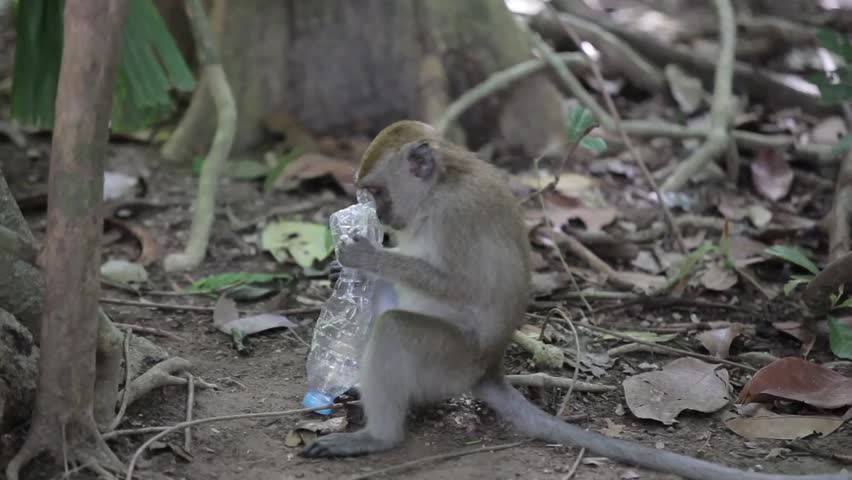 Stock Video Clip of monkeys, wild, tree, growl, jungle, primate ...