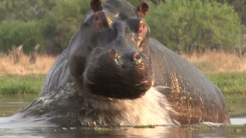 Hippopotamus Stock Video Footage - 4K and HD Video Clips | Shutterstock