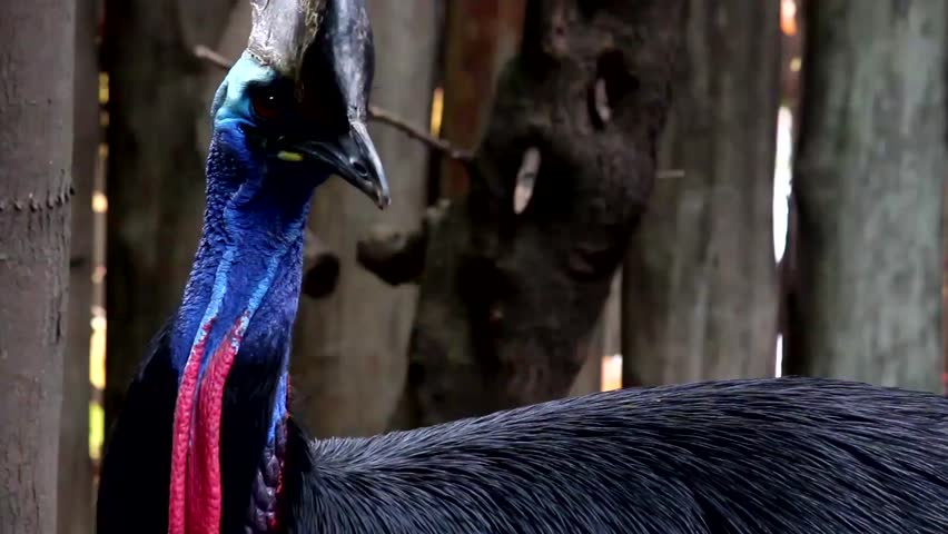 Cassowary, the Largest Bird of Stock Footage Video (100% Royalty-free ...