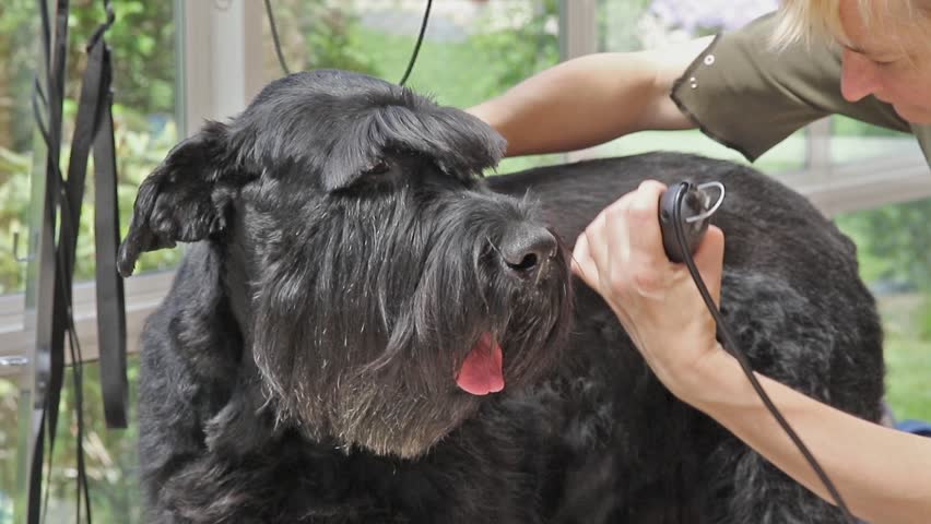 Grooming of the Giant Schnauzer Stock Footage Video (100% Royalty-free ...