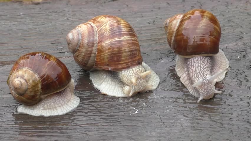 Snail Three Spiral Shell Tentacles Stock Footage Video (100% Royalty ...