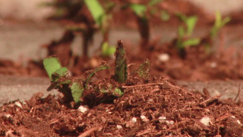 Plant Emerging from Soil Stock Footage Video (100% Royalty-free ...