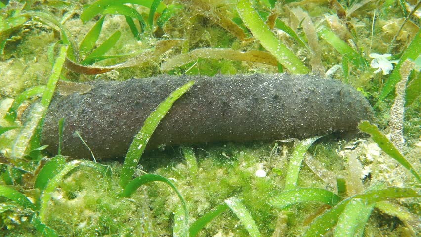 Underwater Marine Life, Donkey Dung Sea Cucumber, Holothuria Mexicana ...
