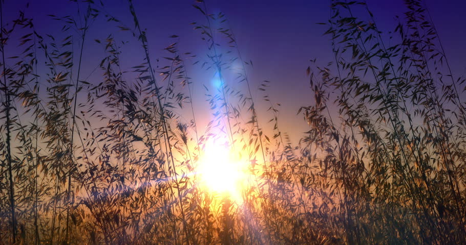 Sunshine Star Flare Flickering Through Windy Tree Leaves At Sunset ...