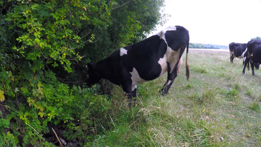 Cow Front Legs Down Into Stock Footage Video (100% Royalty-free ...