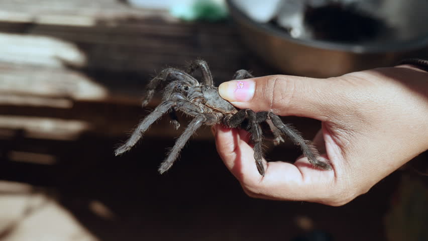 Woman Killing Tarantula Before Cooking By Pressing Hard On Their ...