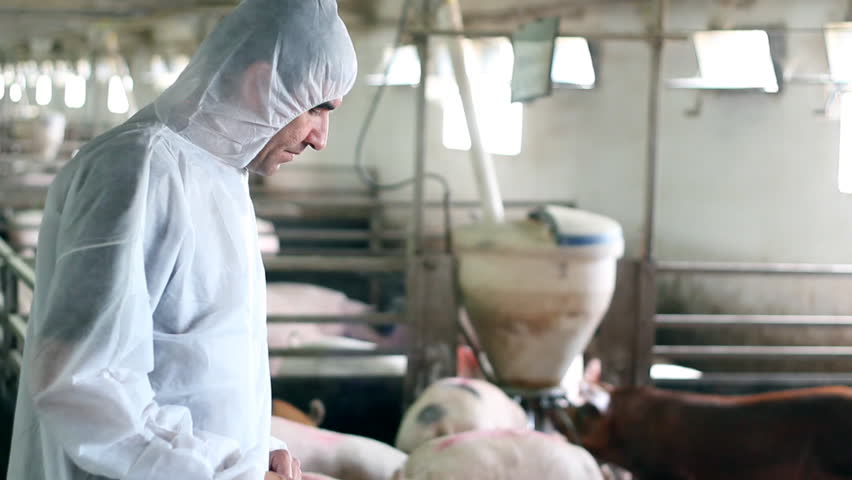 Stock video of veterinarian doctor examining pigs at a | 1212997 ...
