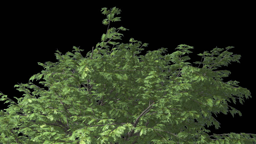 Stock video of hook-thorn, chromakey, isolated tree, chroma key ...