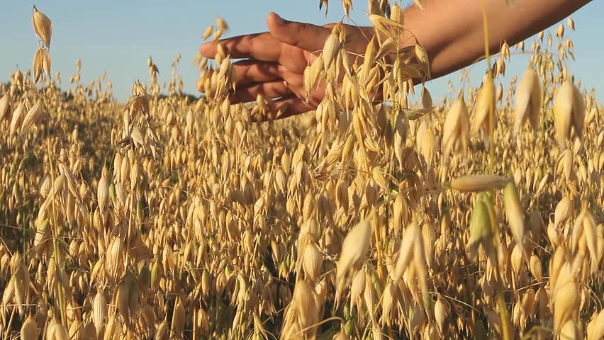 Oat Field Stock Footage Video | Shutterstock