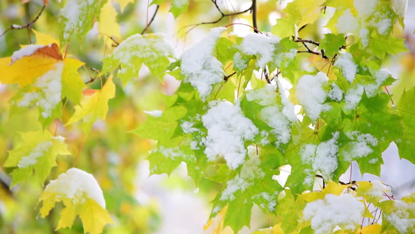 Vivid Nature Scene With Closeup Of Maple Leaves In First Snow Fall ...