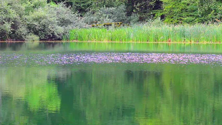 Lake In Summer Time. Beautiful Lake Ambil In Shabran, Azerbaijan. Early ...