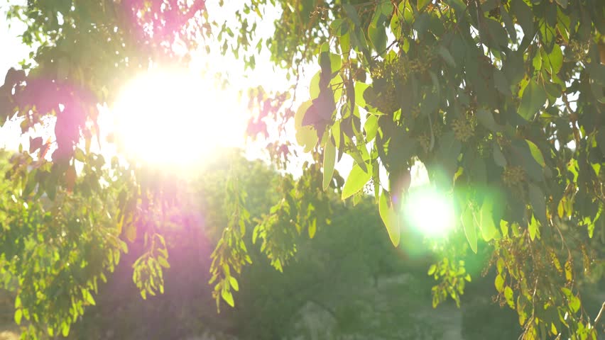 Stock video of sun shining through trees and plants | 12284087 ...
