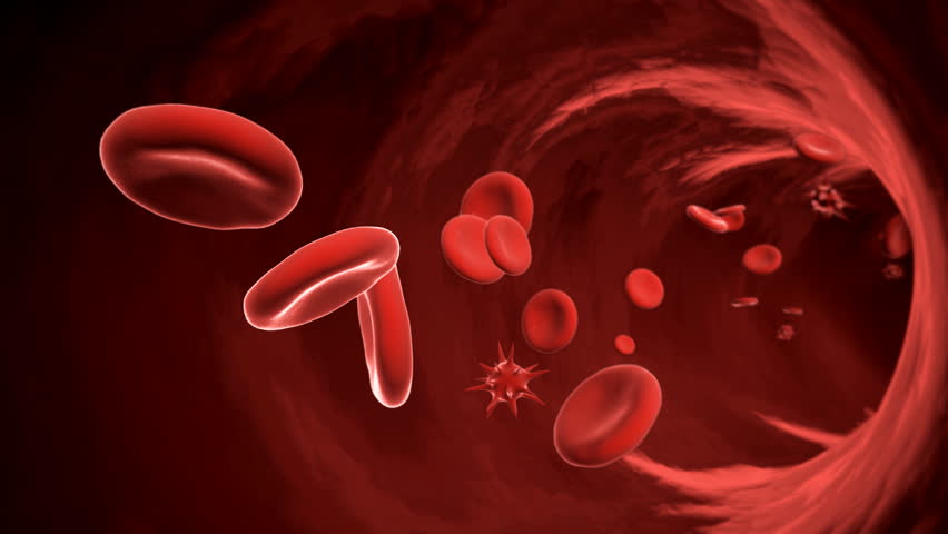 Stock video of red blood cells flowing inside a | 1257487 | Shutterstock