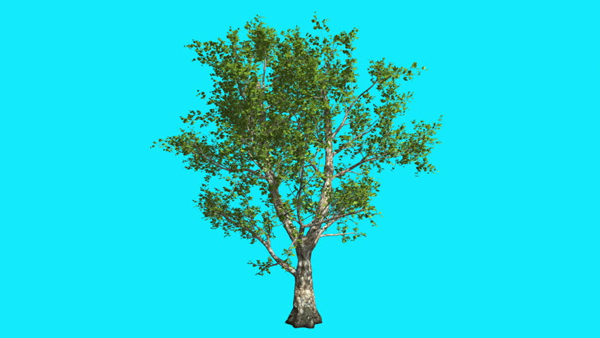 Orange Thin Tree On Chroma Key Blue Screen Branches Are Swaying At The ...