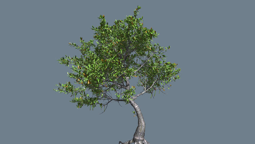 Western Red Cedar, Tall Tree, Tree On Alfa Channel, Alpha Channel, Tree ...