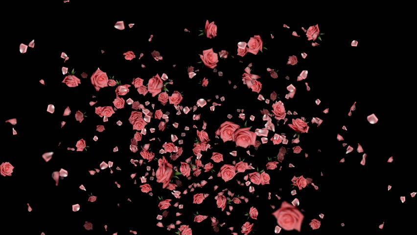 Rose and Rose Petal Particles 스톡 동영상 비디오(100% 로열티프리) 12752627 ...