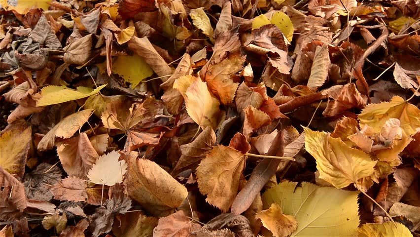 Carpet Of Dead Leaves In A Forest In Autumn Stock Footage Video ...