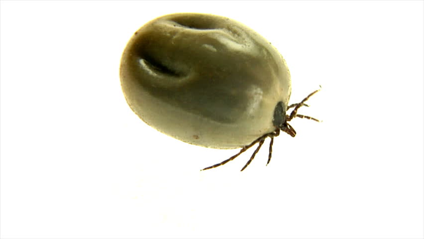 Stock video of big fat castor bean tick | 1284307 | Shutterstock