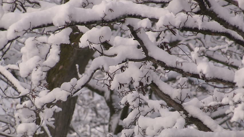 Waterloo, Ontario, Canada November 2015 Beautiful Snow On The Tree ...
